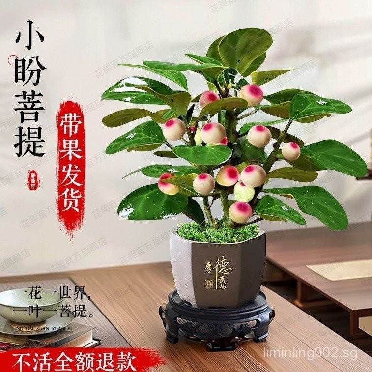 clearance saleSmall Pan Bodhi Tree Bonsai with Fruit Green Plant Indoor ...