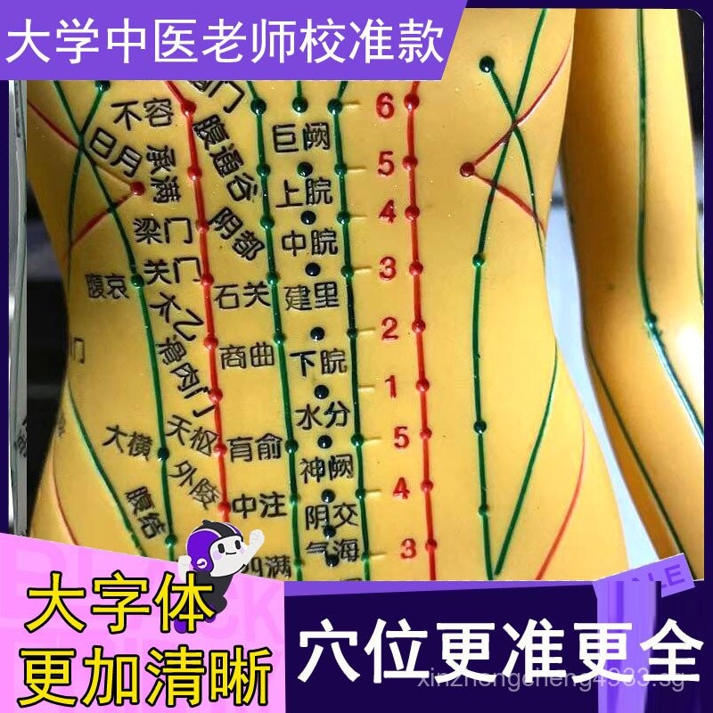 Traditional Chinese Medicine Acupuncture Point Human Body Model Twelve ...