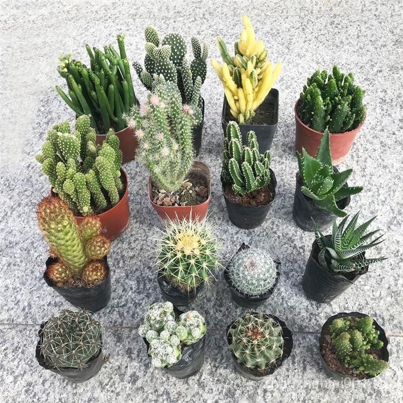 [4571People Collection]Succulent Plants Cactus Prickly Pear Flowering ...