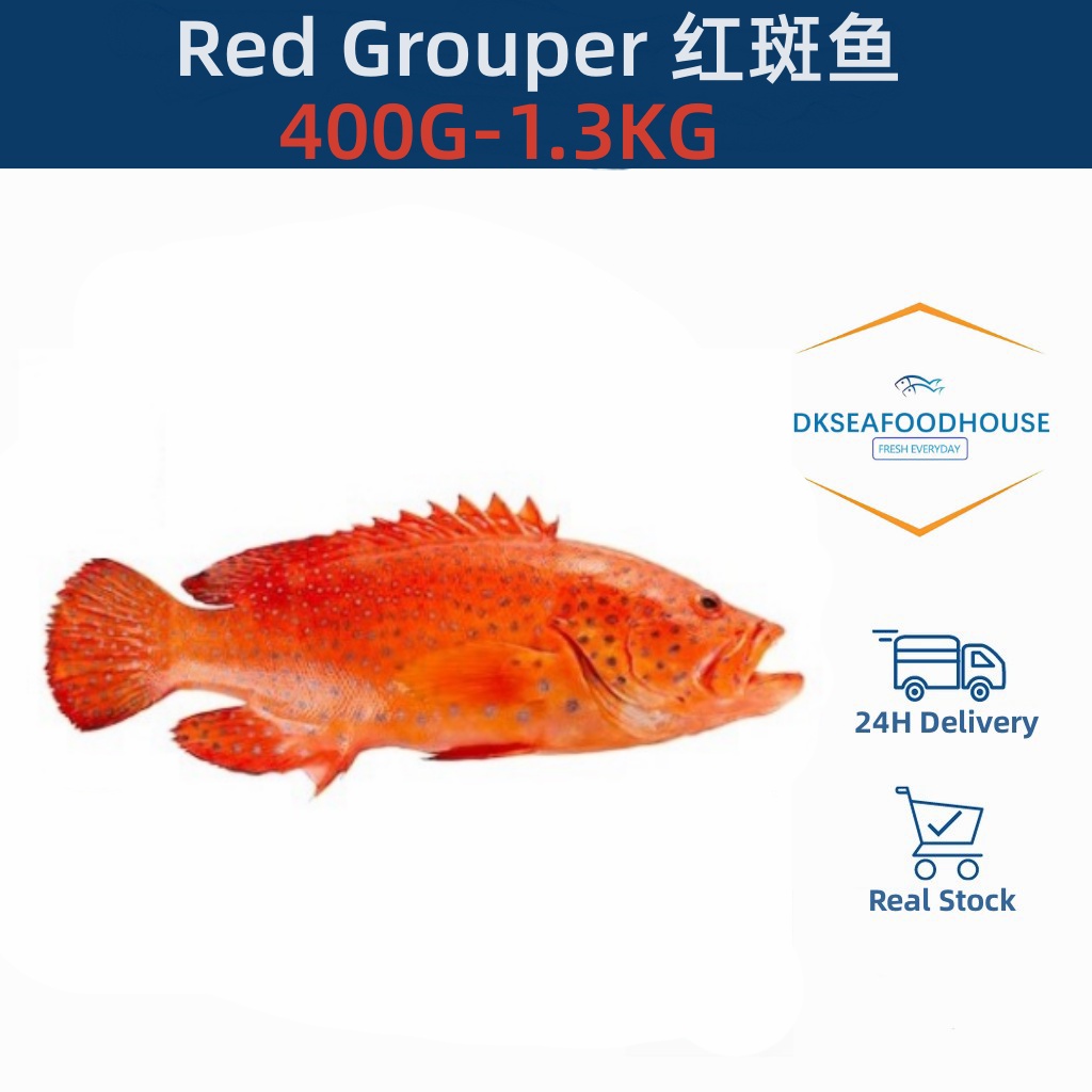 DKSEAFOOD Fresh Red Grouper/Coral Trout 红斑鱼/七星斑 | Shopee Singapore