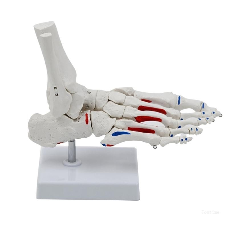 Top Life Size Human Foot Ankle Model Medicals Anatomy Model for Science ...