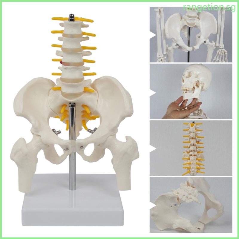 RAN Human Cervical Vertebra Carotid Artery Flexible Spine Model Human ...