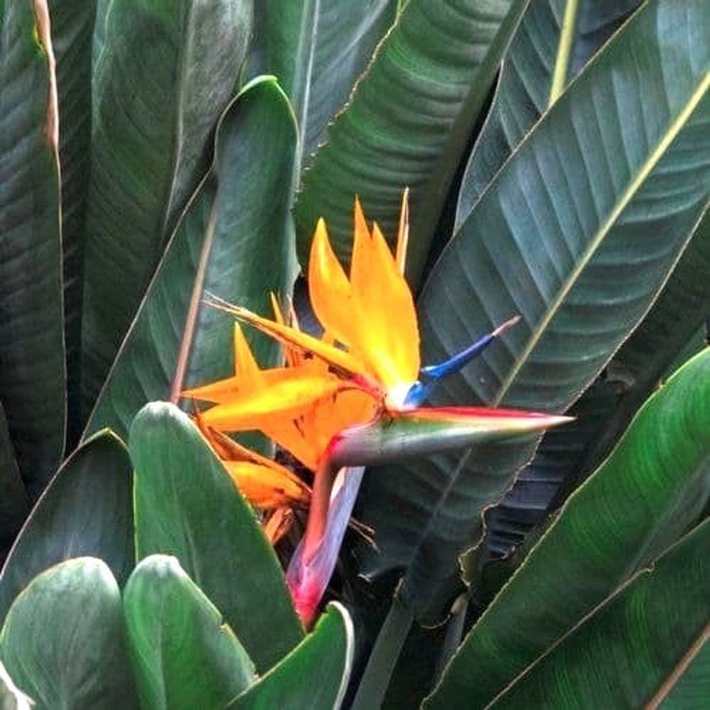 Sindo - Strelitzia Reginae bird of paradise Live Plant H1P56IOWSN ...