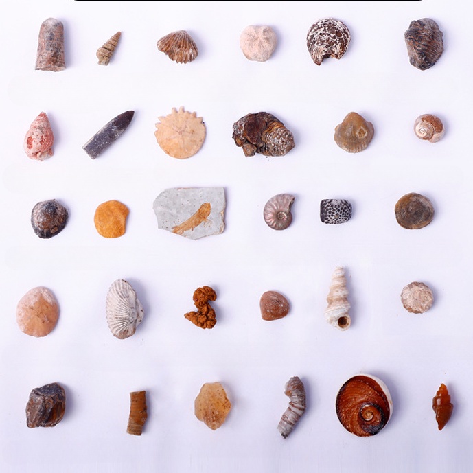 Paleontological fossil natural fossil specimen trilobite tail fossil ...