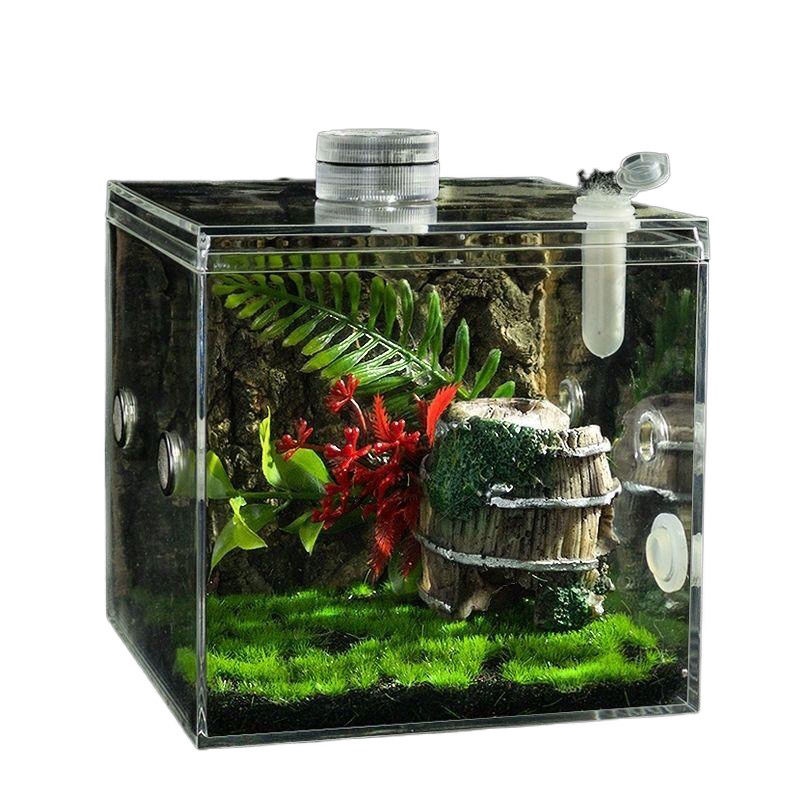Spider Jumping Spider Feeding Box Hymenopus Coronatus Observation Box ...