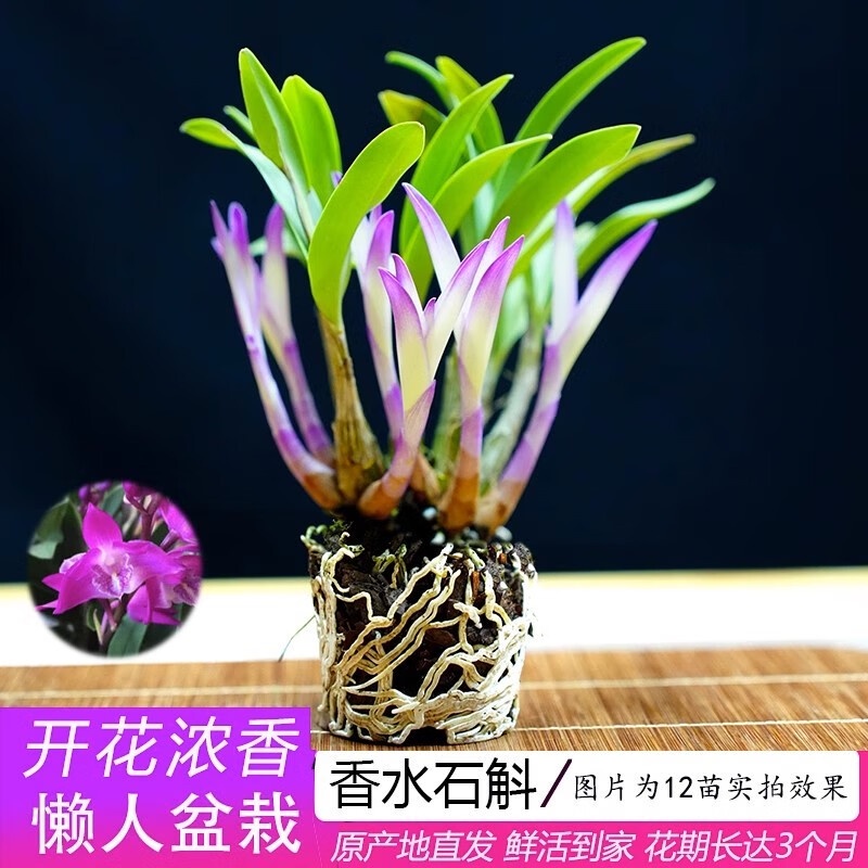 Colorful Perfume Dendrobe Orchid Four Seasons Good Green Plant Fragrant ...