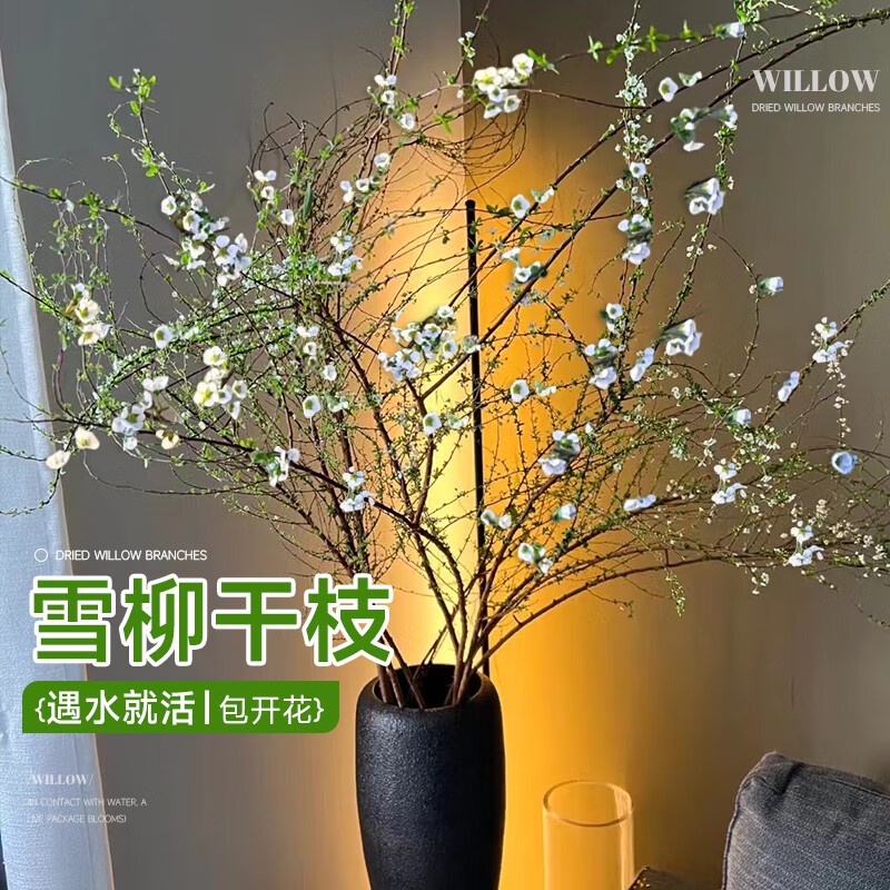 Linya Snow Willow Hydroponic Green Plant Indoor Flowers Hydroponic ...