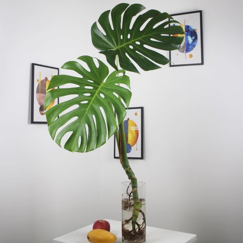 Large Monstera Deliciosa Potted Plants Big Leaves Have Been Opened ...