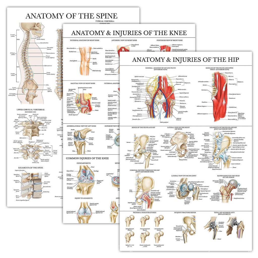 3 Piece Set-Anatomy Poster Set-Laminated-Knee-Hip-Spine Anatomy Poster ...