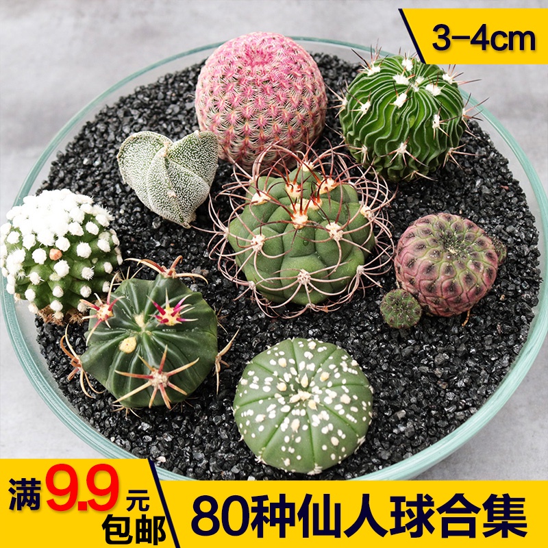 Cactus combination package Luanfengyu succulent plant cactus potted ...