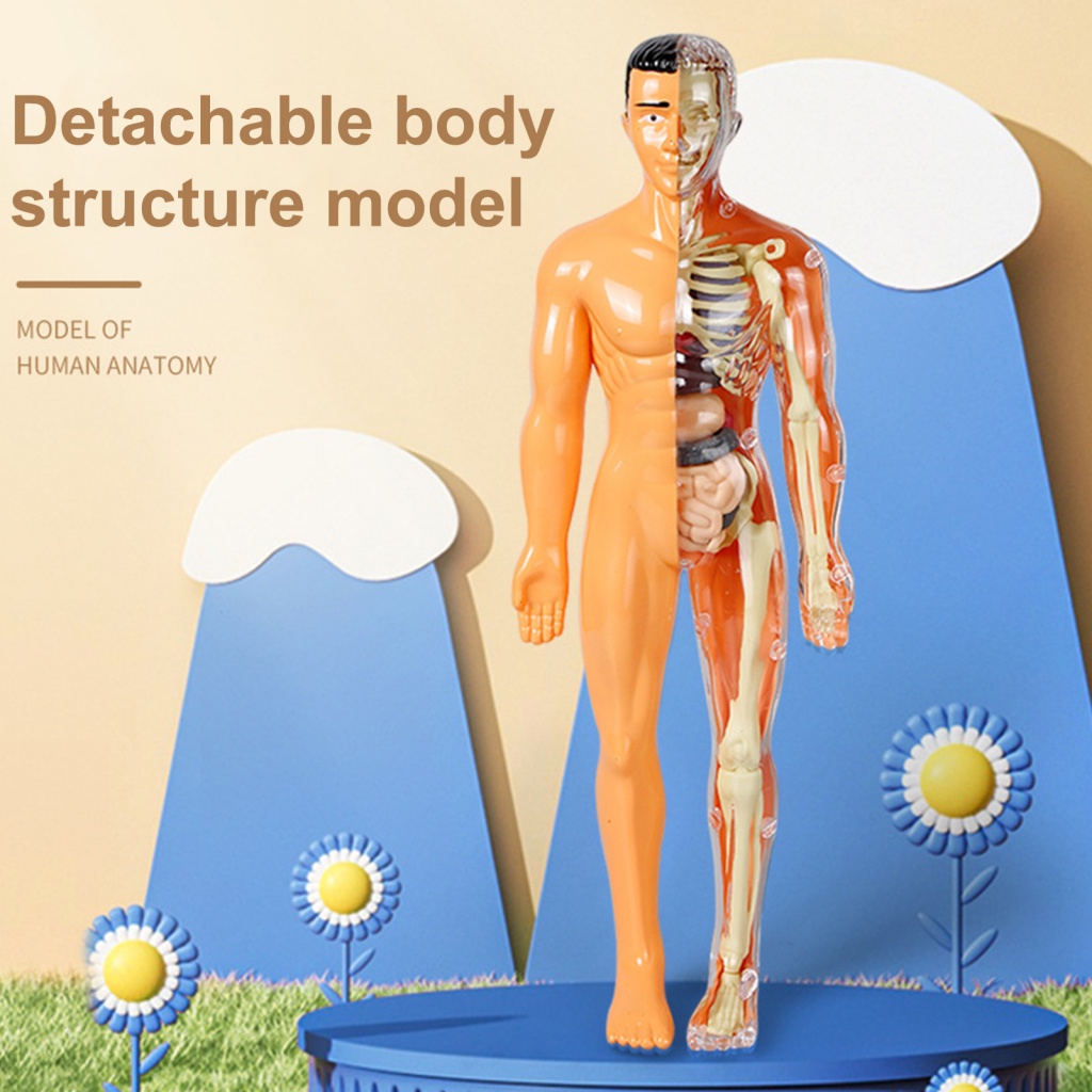  MOONWHITE 3d Human Body Structure Toy Anatomy Learning Toy