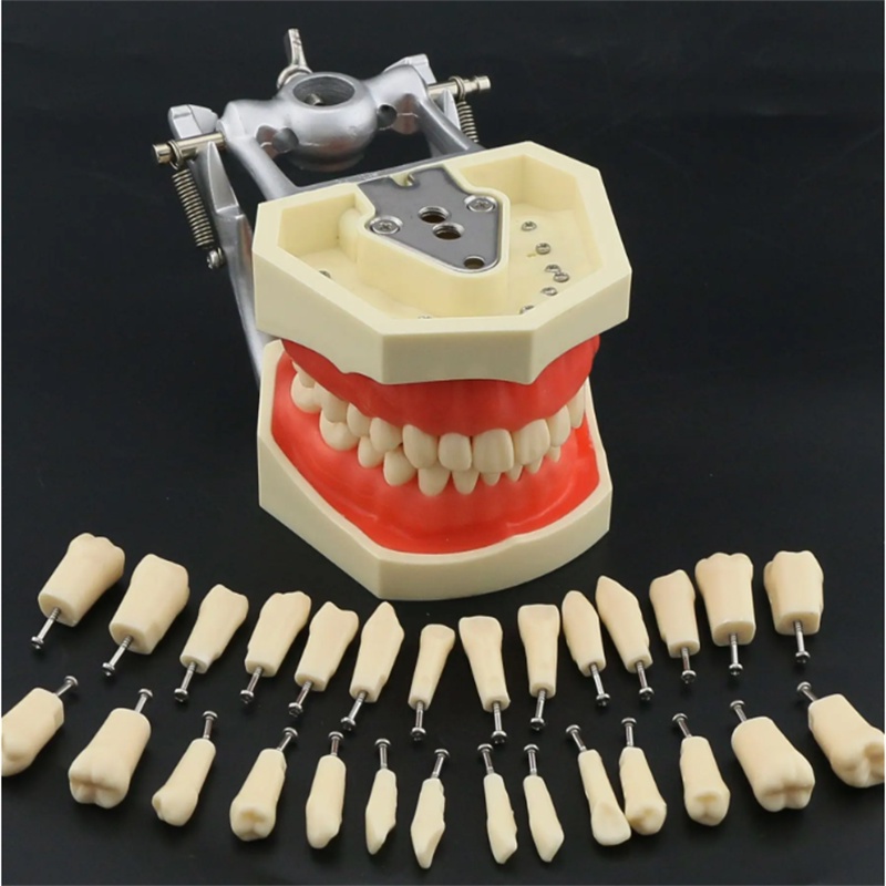 Dental Teeth Model Standard Dental Teaching Model Resin Typodont 28Pcs ...