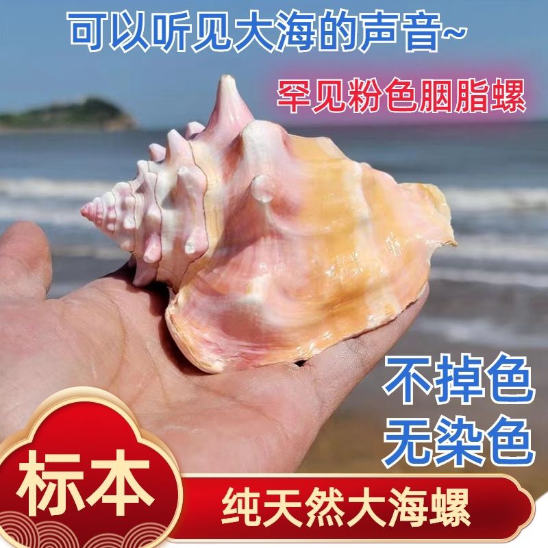 Spot Natural Big Sea Conch Large Shell Carmine Rose Snail Fish Tank ...