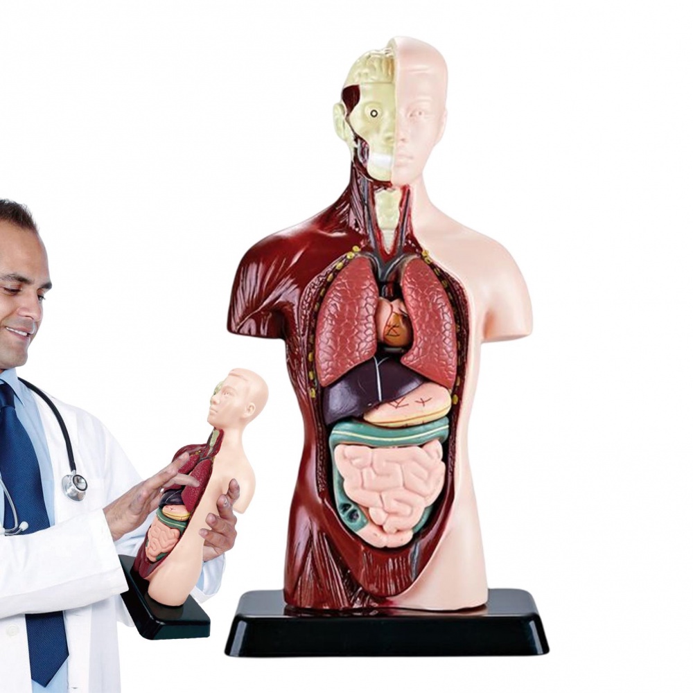 Human Body Model for Kids, 6PCS Removable Parts Human Anatomical Torso ...