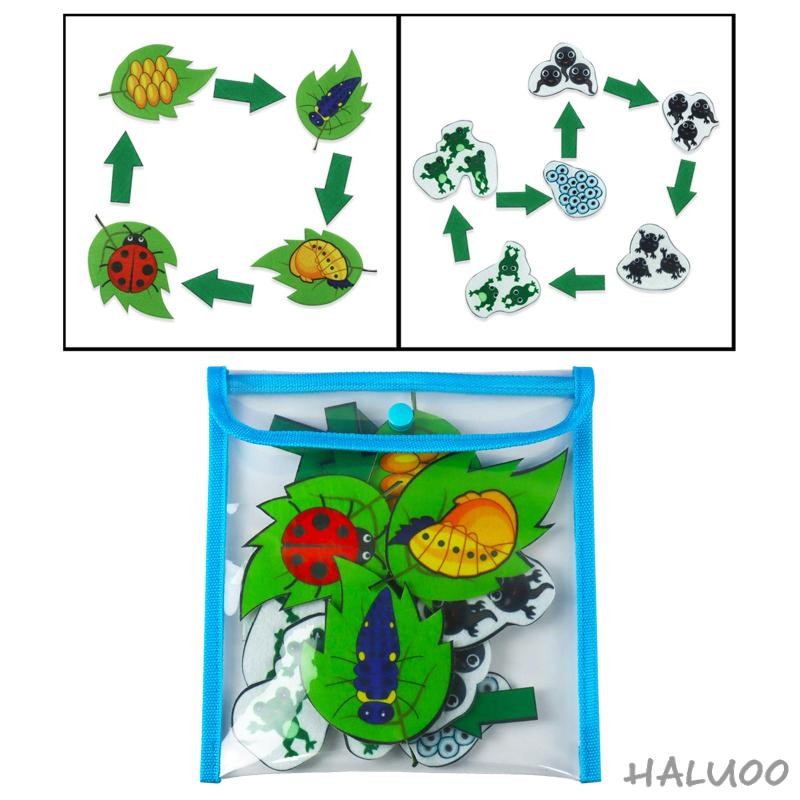 [Haluoo] Life Cycle Education Toy Party Favors Early Educational Toys ...
