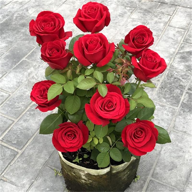 [Local Seller]Snow Building Large Chinese Rose European Shrub China ...