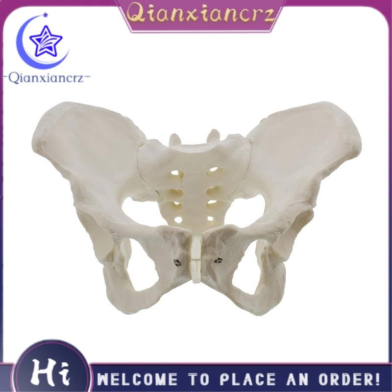 Life Size Female Pelvis Model, Hip Model - Female Anatomy Model, Hip ...