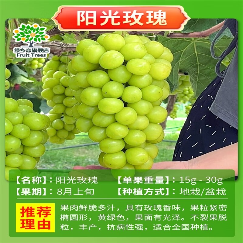 Naipoer Sunshine Rose Grape Tree Old Pile Fruit Tree Fruit Seedling ...