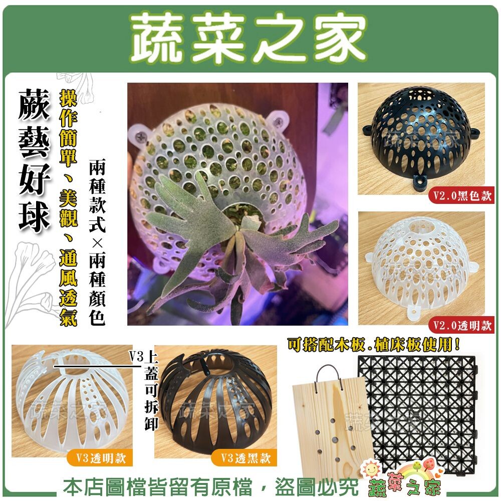 [Vegetable House] Fern Art Strikeball Staghorn Upper Board Orchid Water ...