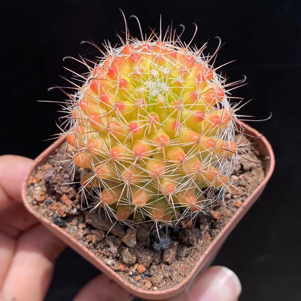Hongna Pill cactus colorful natural brocade interesting and beautiful ...
