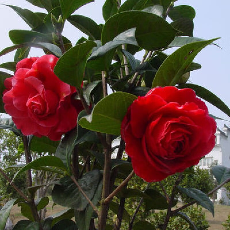 [Local Seller]Potted Camellia Seedling Four Seasons Fragrant Concubine ...