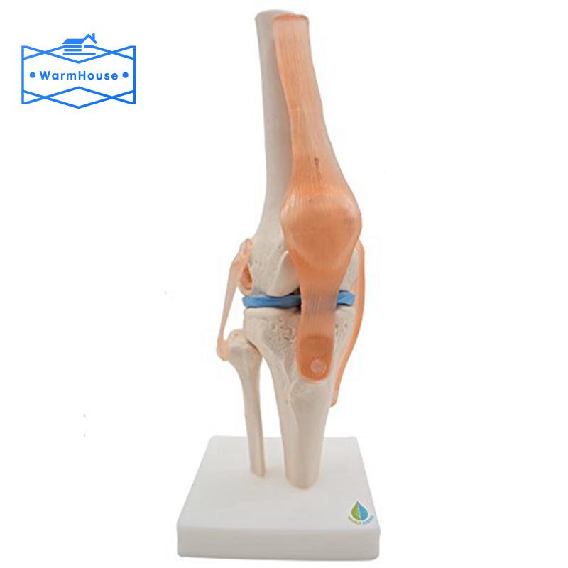 Anatomical Knee Joint Skeleton Model Human Knee Joint Teaching Model ...