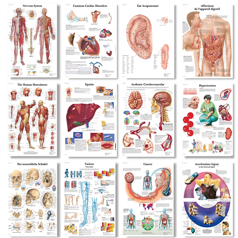 Medical Science Educational Picture Room Decor Large Size Muscular ...