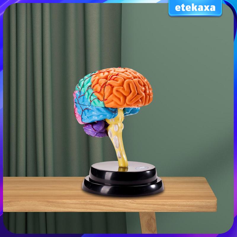 [Etekaxa] 4D Disassembled Human Brain Model for Biology Learning Toys ...