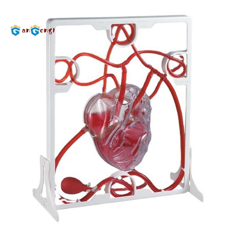 Heart Circulation Model Simulation Science Education for Students ...