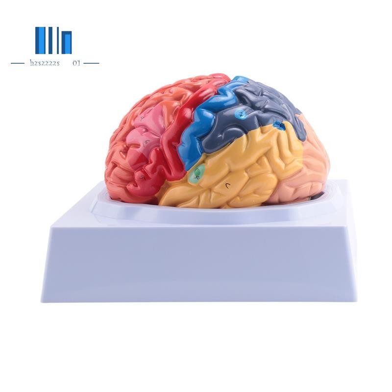 Human Brain Model Anatomy with Colored and Labeled Regions, 2-Part ...
