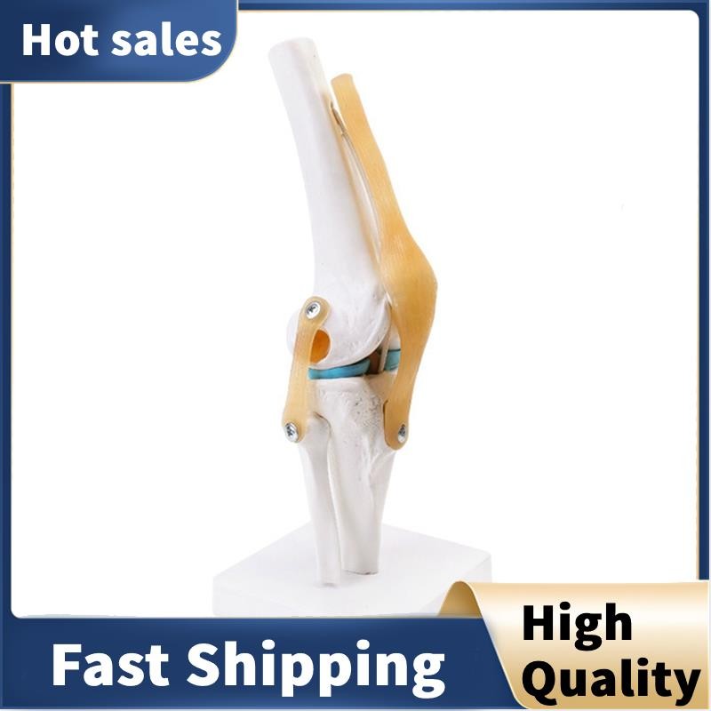 Anatomical Medical Knee Joint with Ligaments Model,Life Size,Orthopedic ...