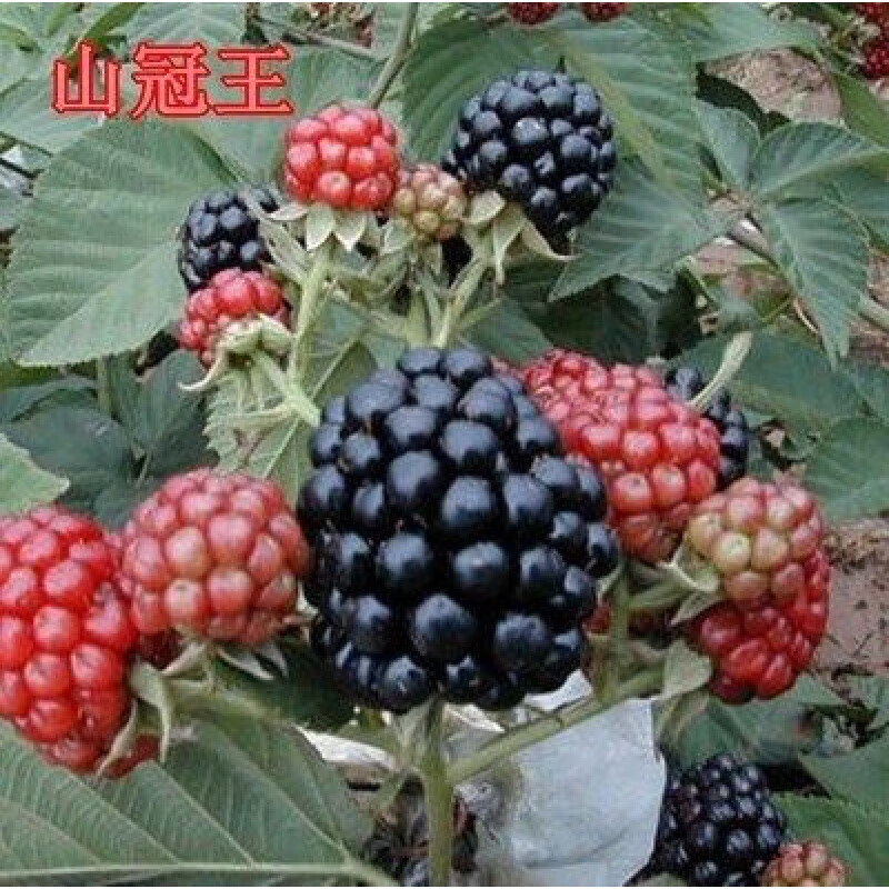 Landscape Flower Strawberry Seedling Double Season Strawberry Seedling ...