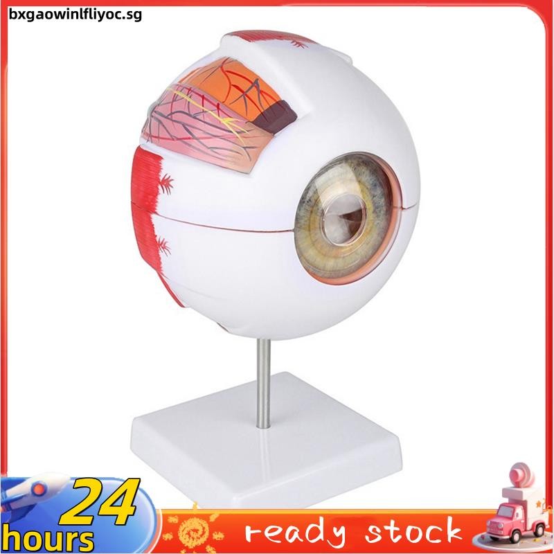Anatomical Eye Model Eyeball Eyelid Model for Eye Special Teaching 1 ...