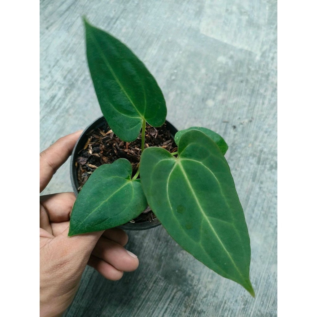 Sindo - Anthurium King Red Of Java Live Plant G2C2EVWWJC | Shopee Singapore