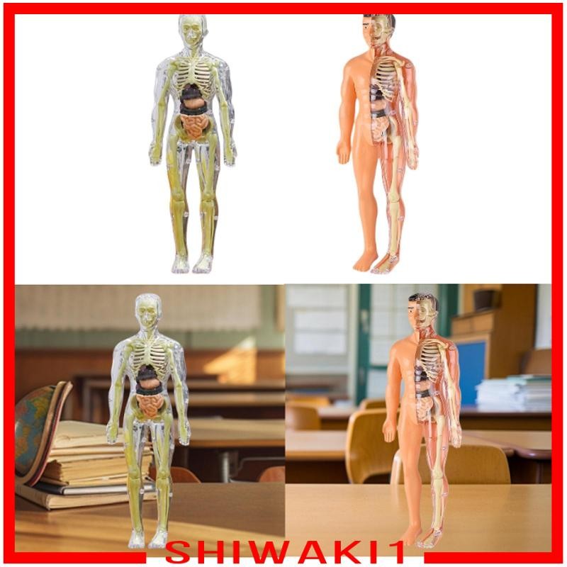 [Shiwaki1] Human Body Skeleton Model Body Parts Organs Educational Toys ...