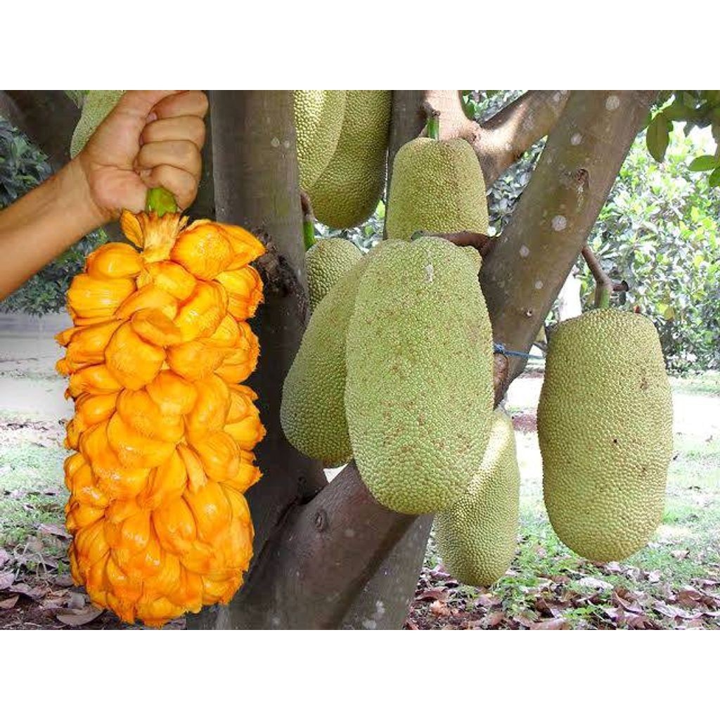 Sindo - Grafted Nangkadak Live Plant T704GBN6E1 | Shopee Singapore