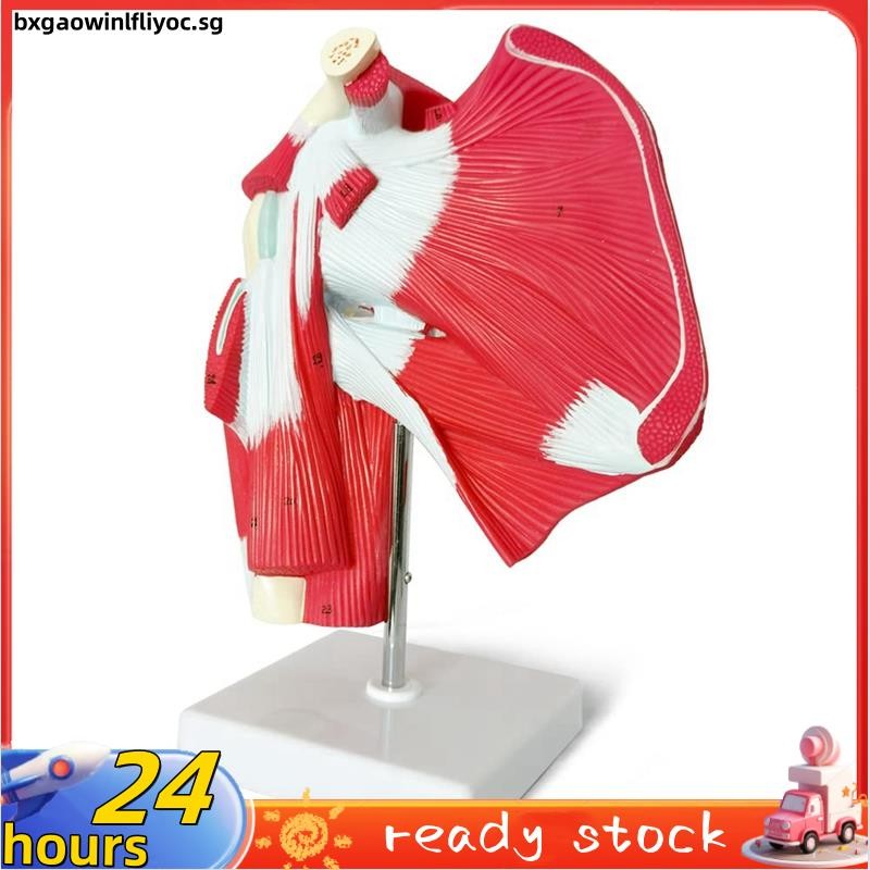 Muscled Shoulder Joint Model - Shows Complete Shoulder Musculature From ...