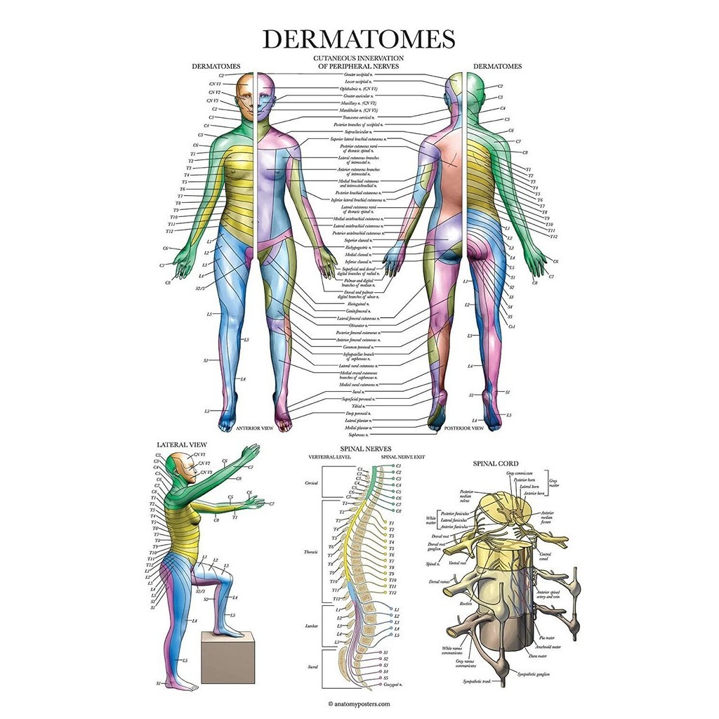 Dermatomes & Nervous System Anatomical Chart Dermatomes Anatomy Poster ...