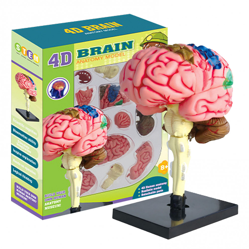 Human Brain Model with Display Base, 4D DIY Teaching Anatomy Human ...