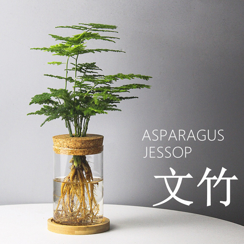 Hydroponic Plants Asparagus Fern Nine-Leaf Fragrant Green Plants Potted ...