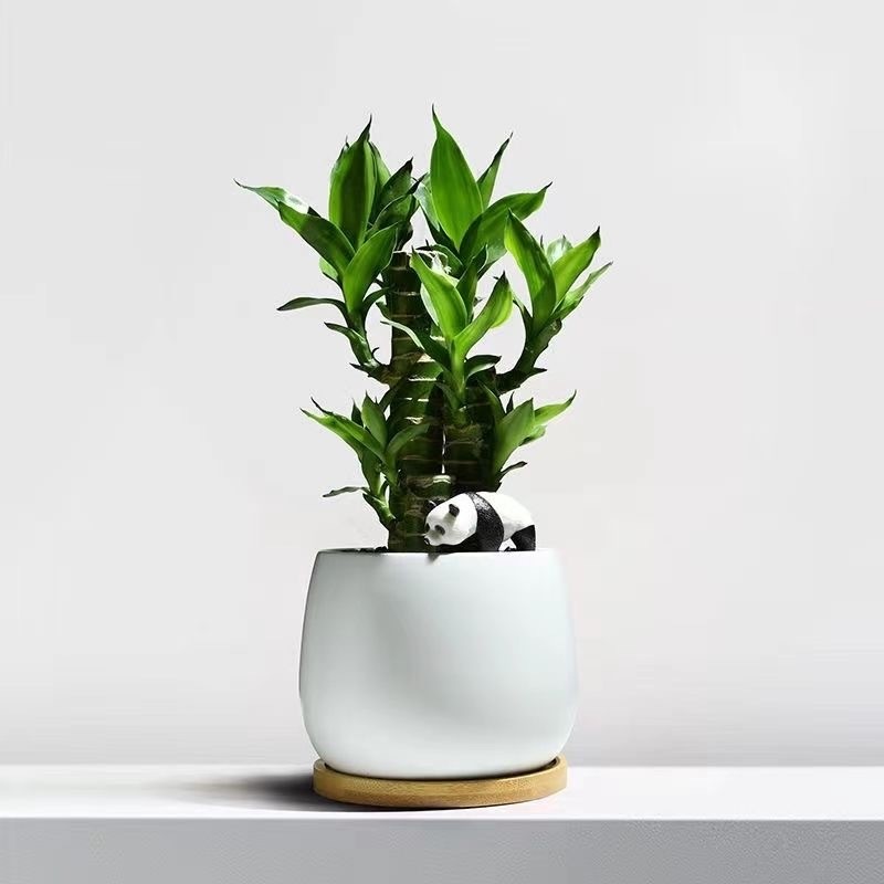 Lucky Bamboo Indoor Plant Money Tree Desktop Green Plant with Roots ...