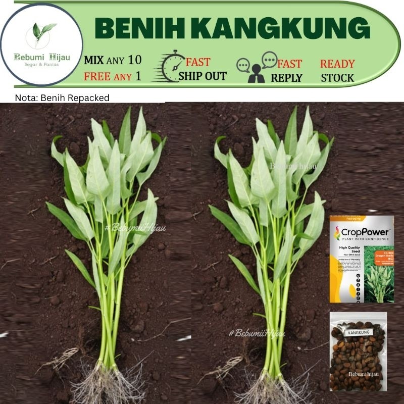 125 biji/ 7 gram Biji Benih KANGKUNG Water spinach seeds Crop power ...