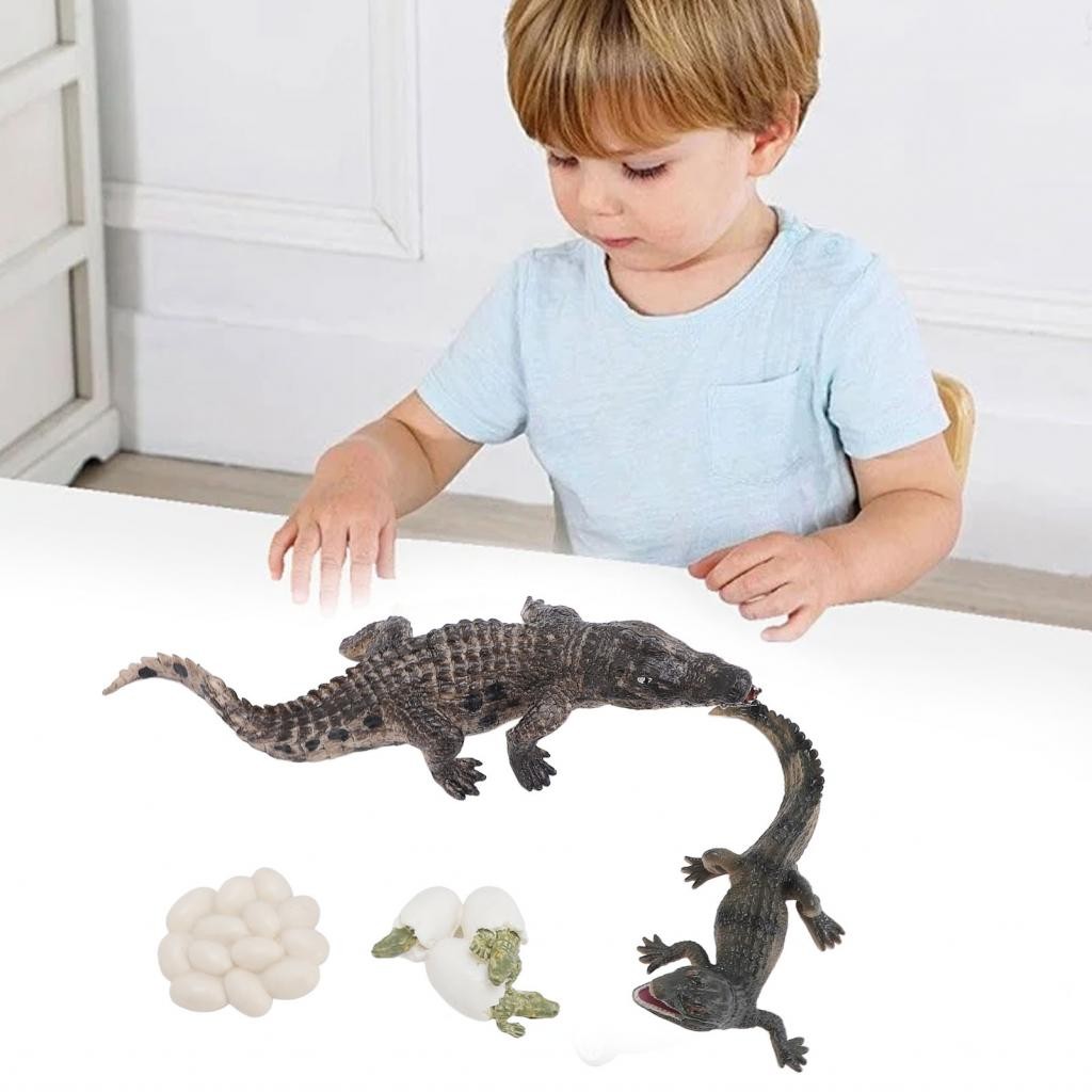 Buybest1 Animal Growth Life Cycle Model Set Early Education PVC ...