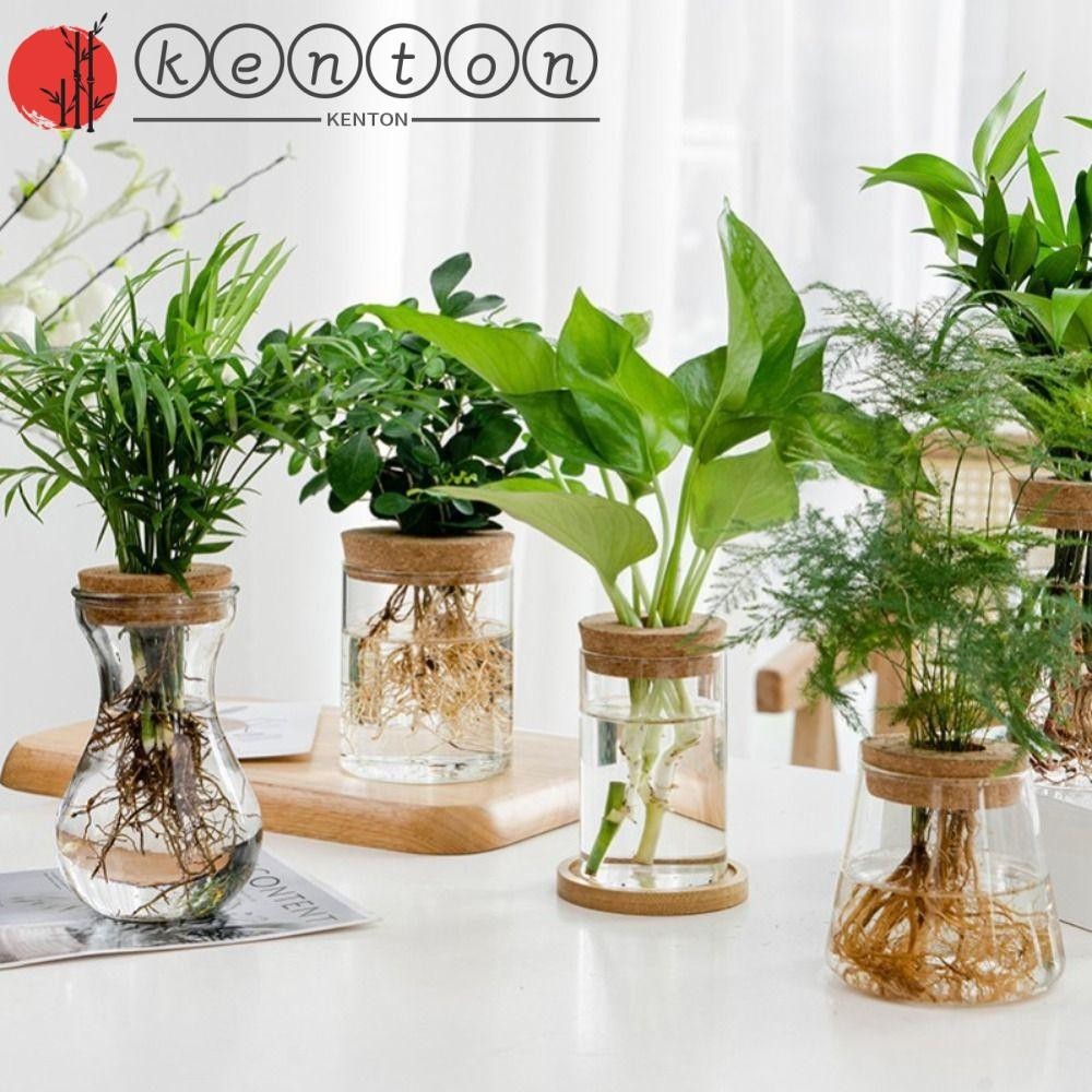 KENTON Hydroponic Plants Flower Pot, Transparent Glass Transparent ...