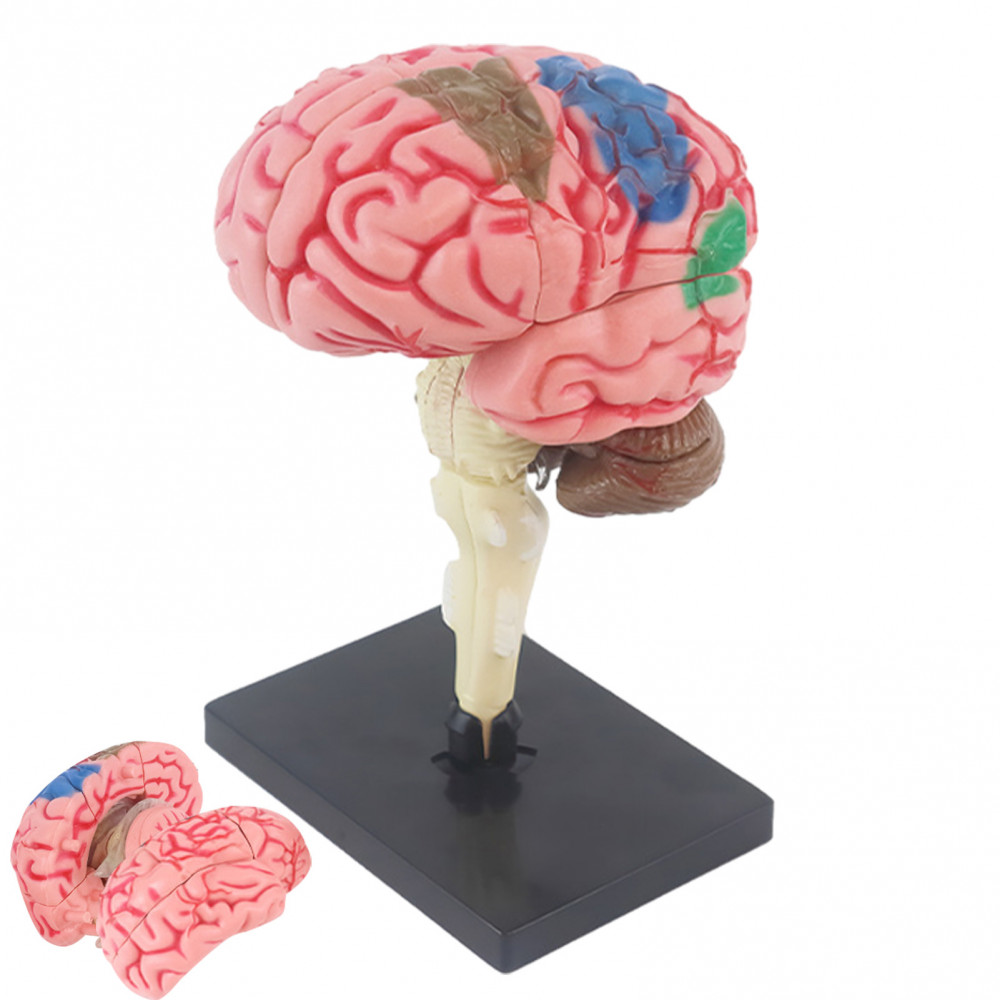 YL Human Brain Model , Anatomical Model Teaching Med Model with Display ...