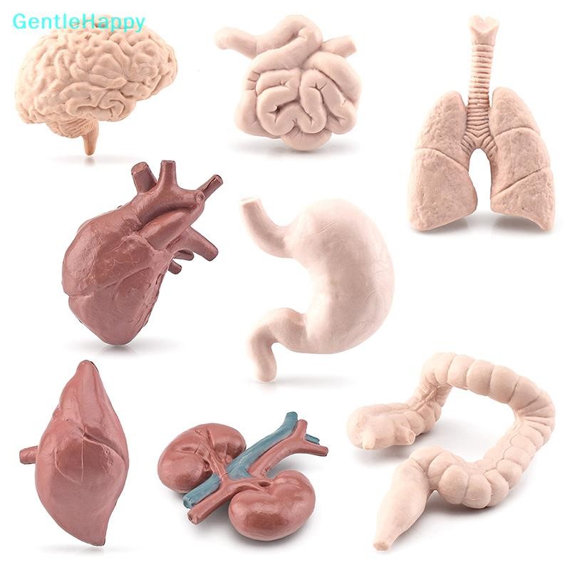 GentleHappy Mini Human Organs Model Simulation Science Brain Heart Lung ...