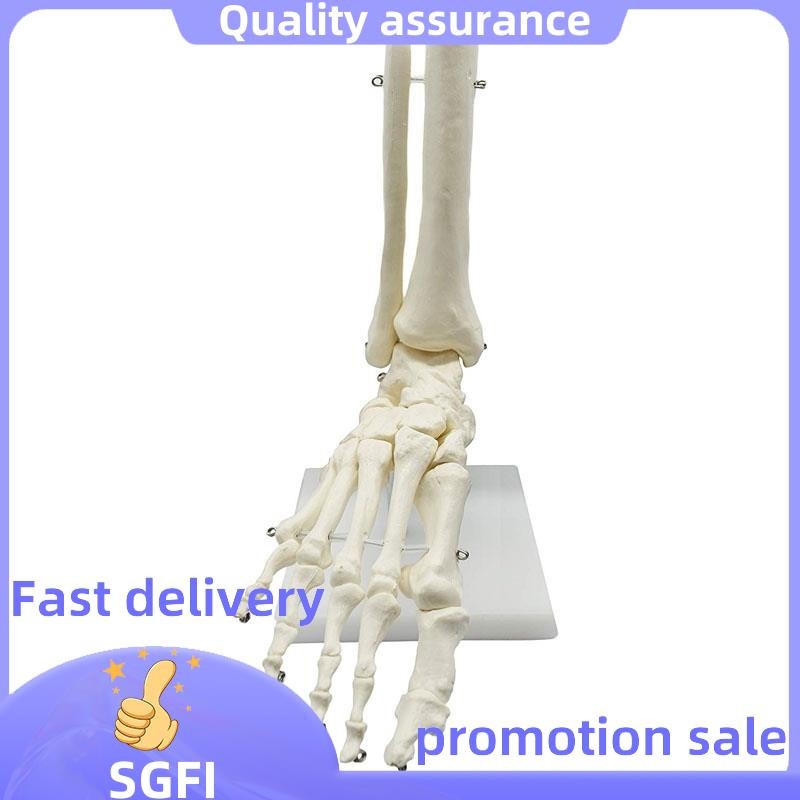 1:1 Human Skeleton Foot Anatomy Model Foot and Ankle with Shank ...