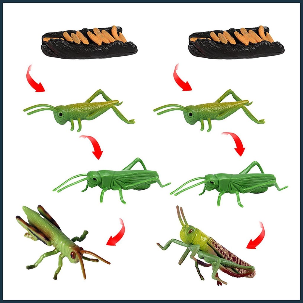 Life Cycle Science Kit Preschool Science Kit Simulated Grasshopper ...