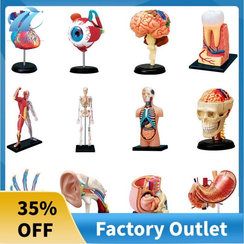 Medical-Torso Human Body Model Removable Parts Education Organs Model ...