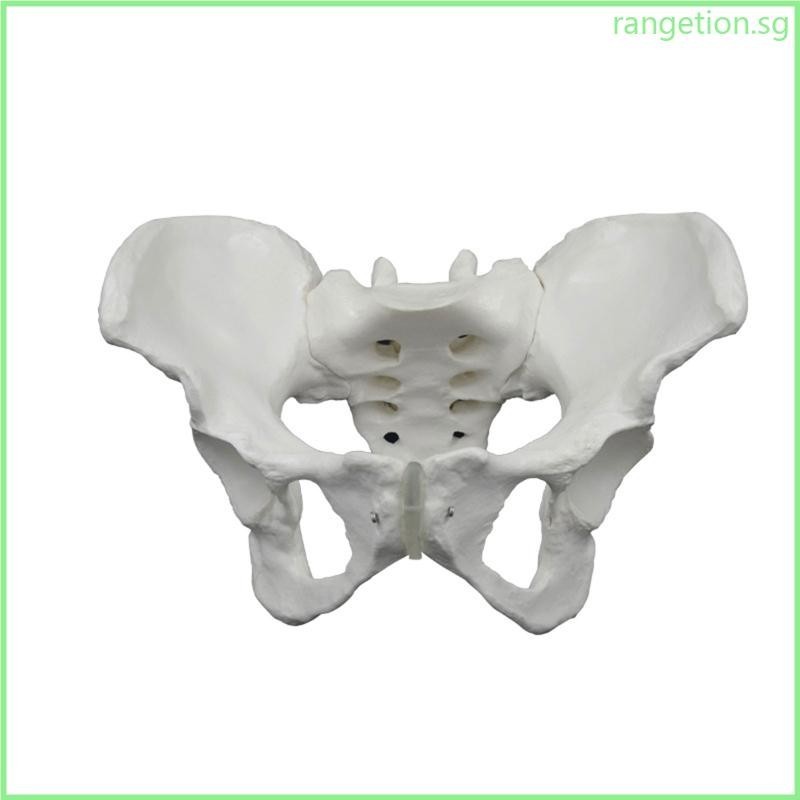 RAN Female Pelvis Skeleton Model Life Size Shows Sacrum Ilium Pubis ...